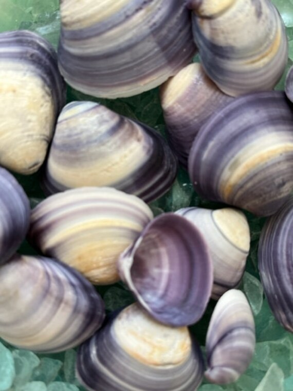 Concha De Almeja Morada Guía Para Reconocer Las Conchas Marinas