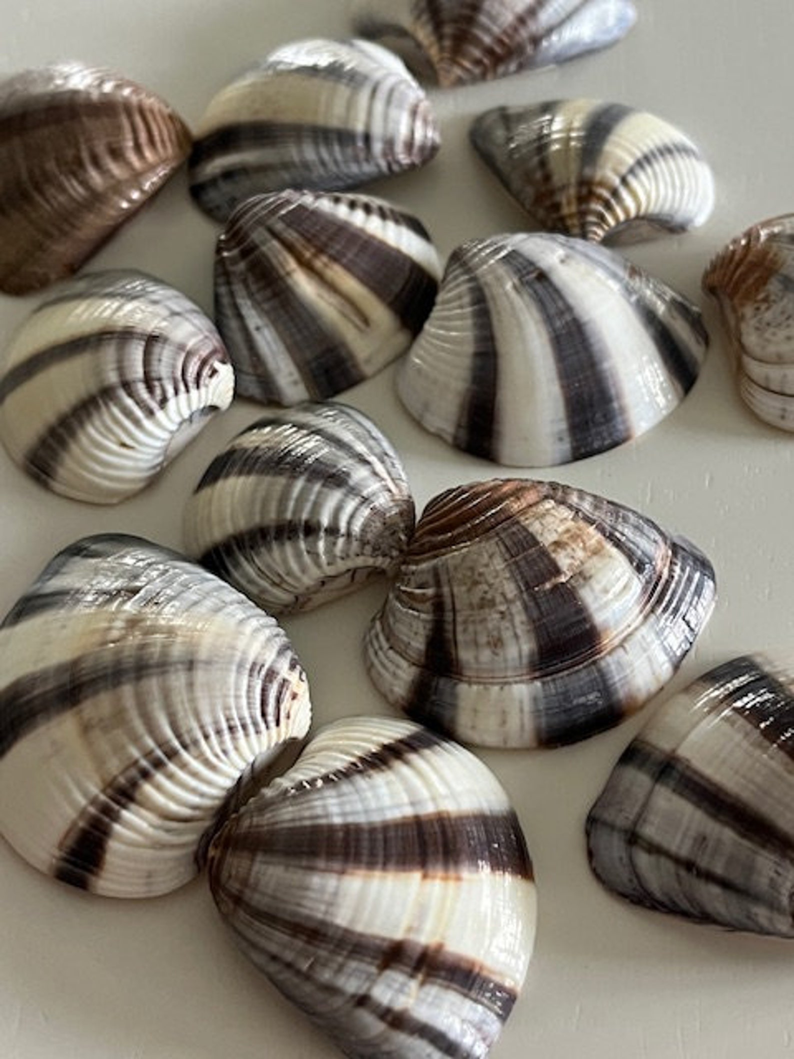 Clam Seashells - Mexican Sunset Striped Clam Shells (10) - Seashell ...