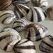 Beach Decor Pearlized Spiral Cut Trocha Shells 2 Trocha Shell Seashell ...