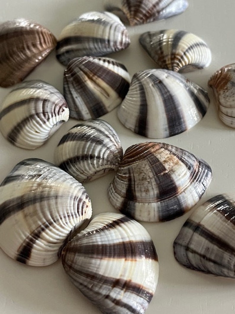 Clam Seashells - Mexican Sunset Striped Clam Shells (10) - Seashell ...