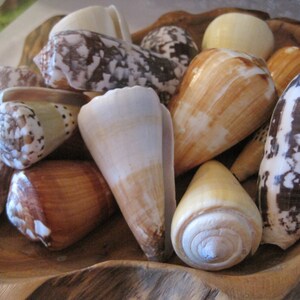 Cone Shells (6) - Assorted Cone Shells - Seashell Supply - Craft Shells ...