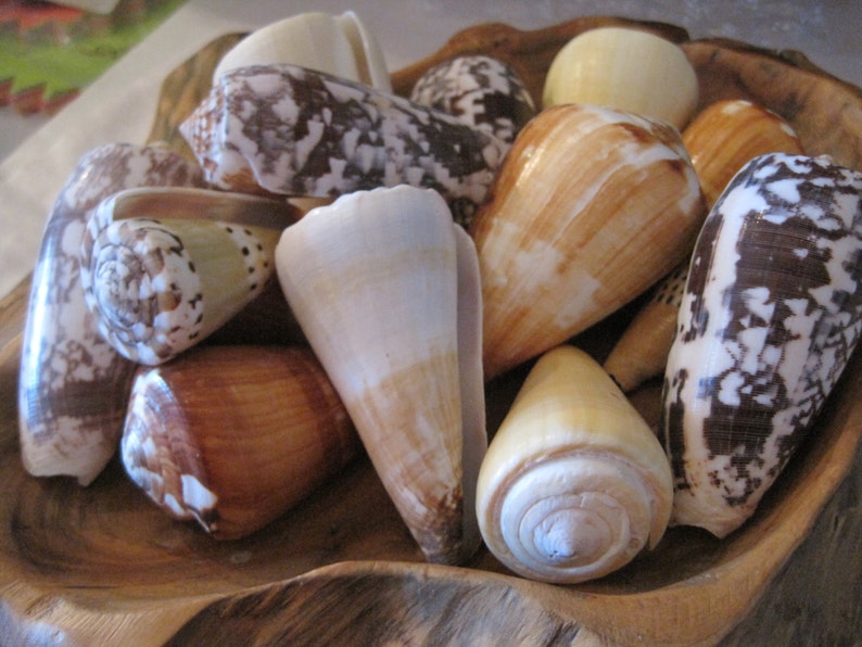 Cone Shells (6) - Assorted Cone Shells - Seashell Supply - Craft Shells ...