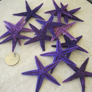 Purple Dyed Mini Starfish (10 Pc) - Colored Mini Starfish - Colorful ...