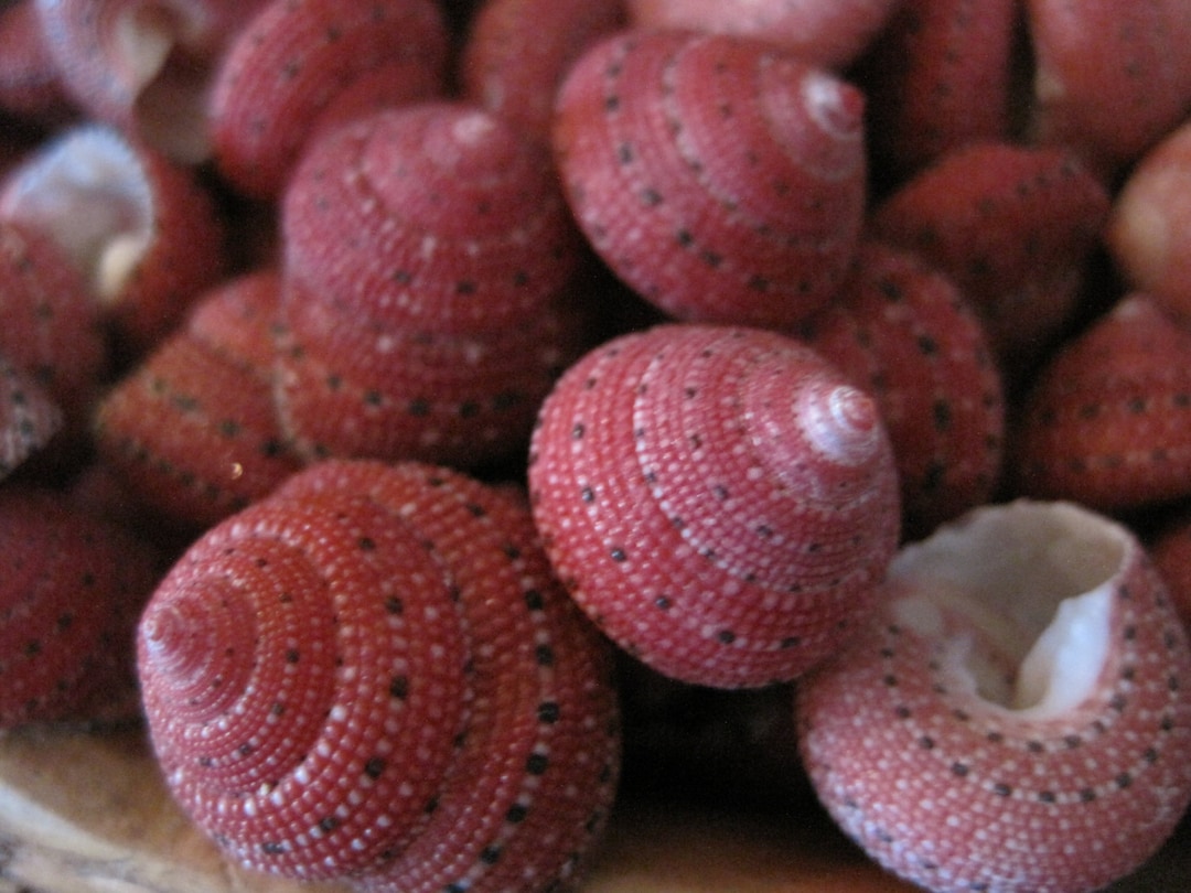 Strawberry Top Seashells (10) - Seashell Supply - Craft Seashells - Red ...
