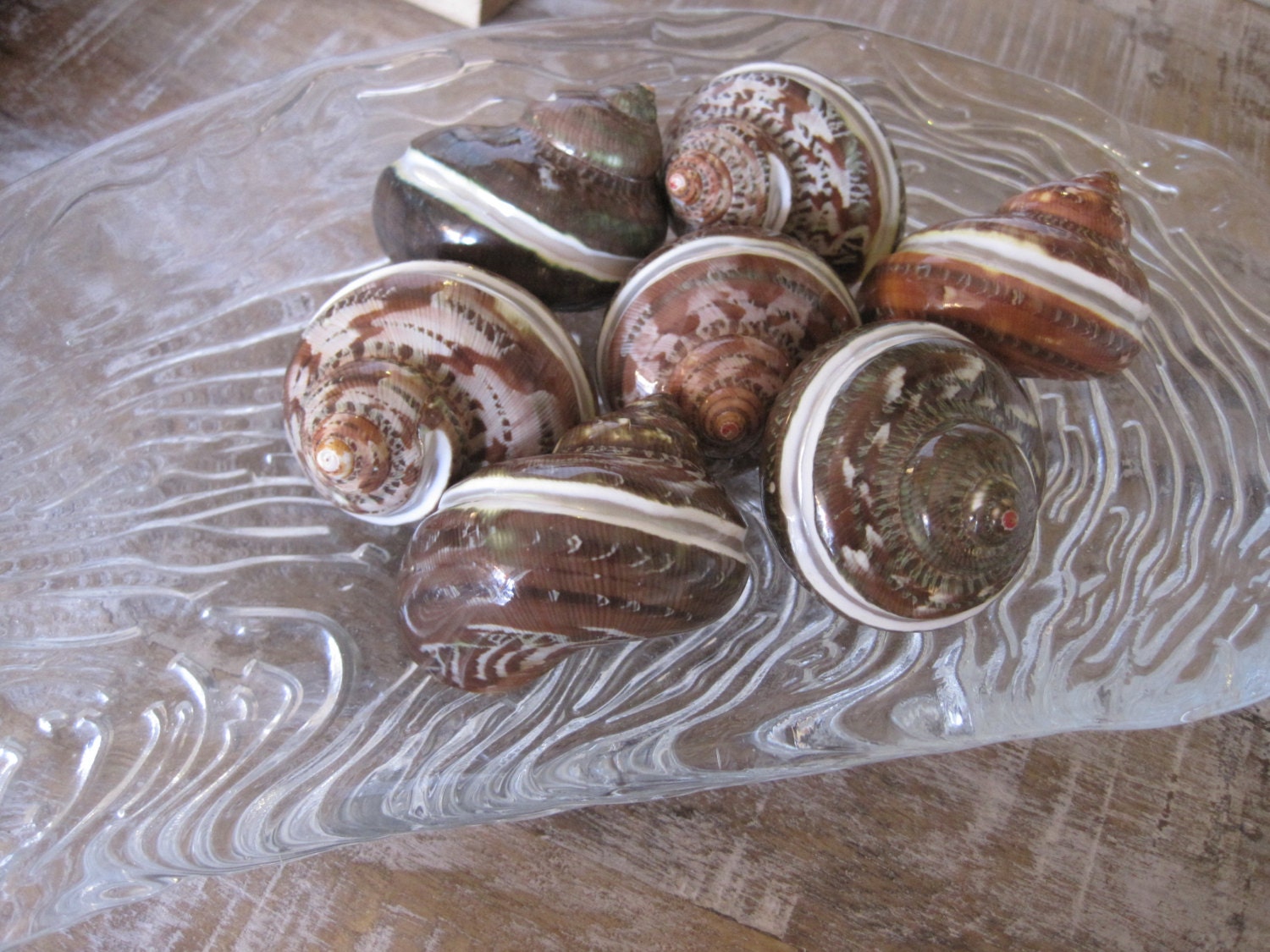 Beach Decor Brown Spotted and Banded Turbos - Seashell Supply ...