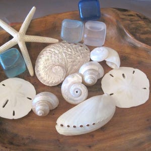White Shell Wedding Sampler Collection - Natural Seashells - Shells ...