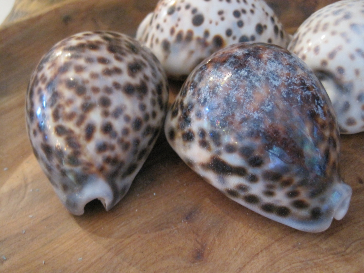 Muscheln Große Kauri Muscheln (2) - Seashell Versorgung, Craft Seashell ...