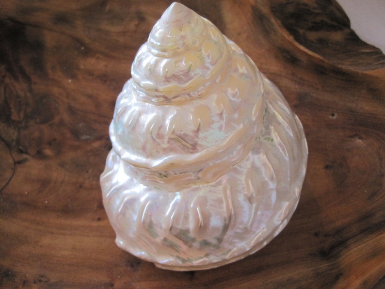 Beach Decor Wavy Top Polished Turbo Shell Turbo Shell - Etsy
