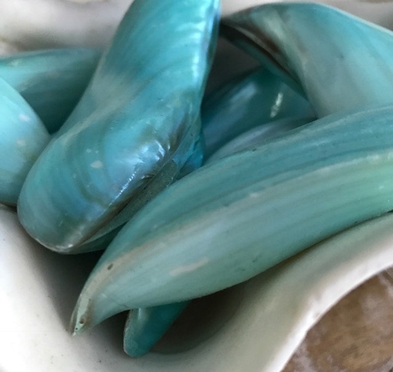 Blue Fresh Water Pearl Clam Twist Shells 3 Dyed Blue Clam - Etsy