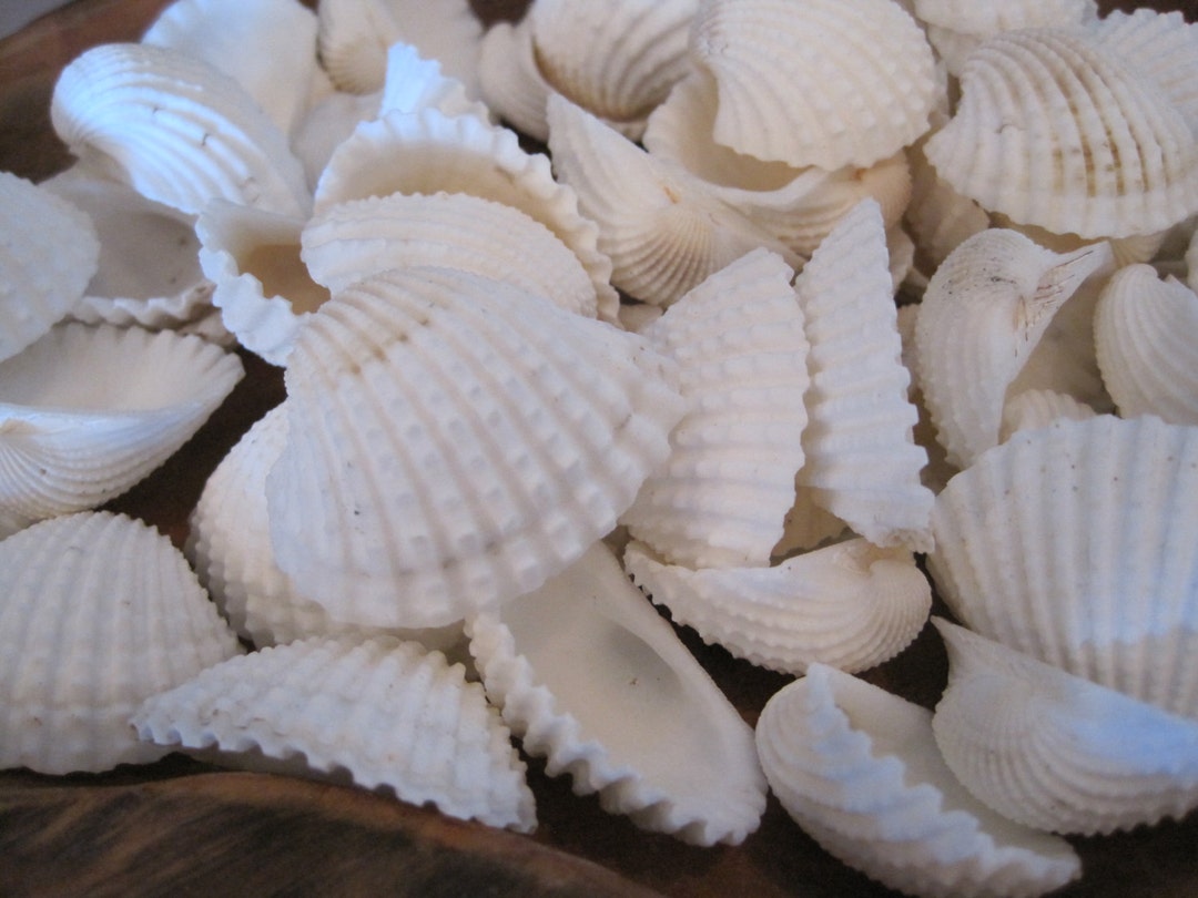 White Ark Seashells (15 PC) - Seashell Supply - Beach Wedding - Craft ...