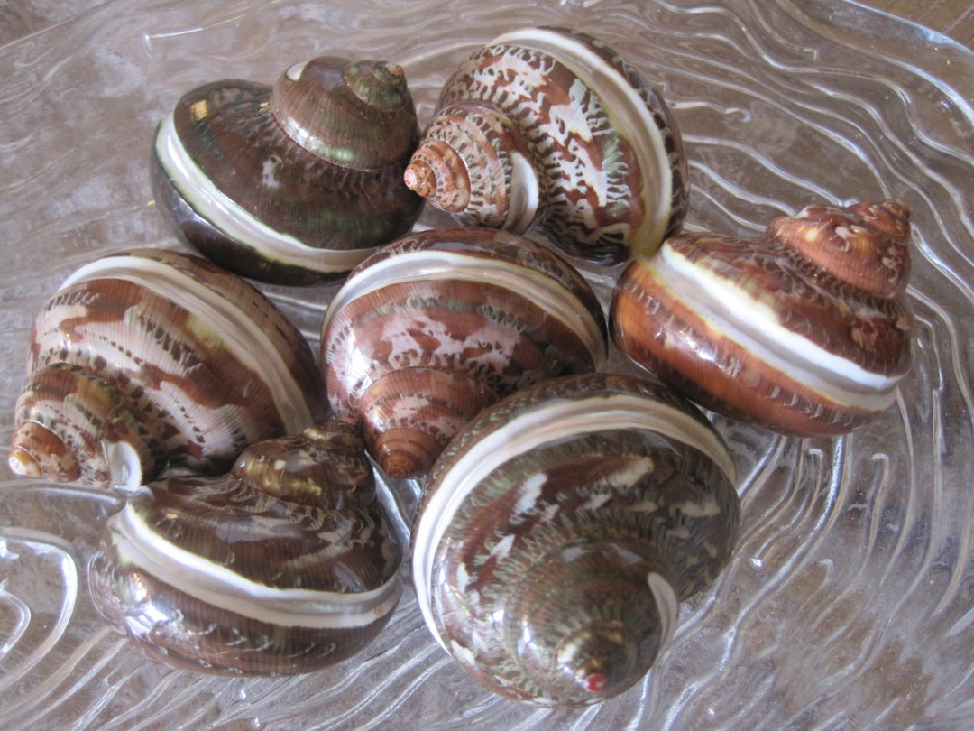 Beach Decor Brown Spotted and Banded Turbos - Seashell Supply ...