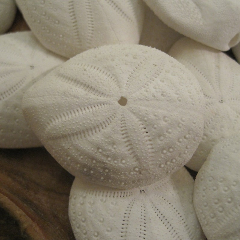 Sand Dollar Seashell - Etsy