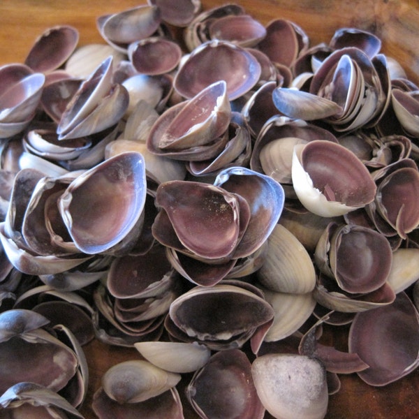 Craft Shells - Etsy