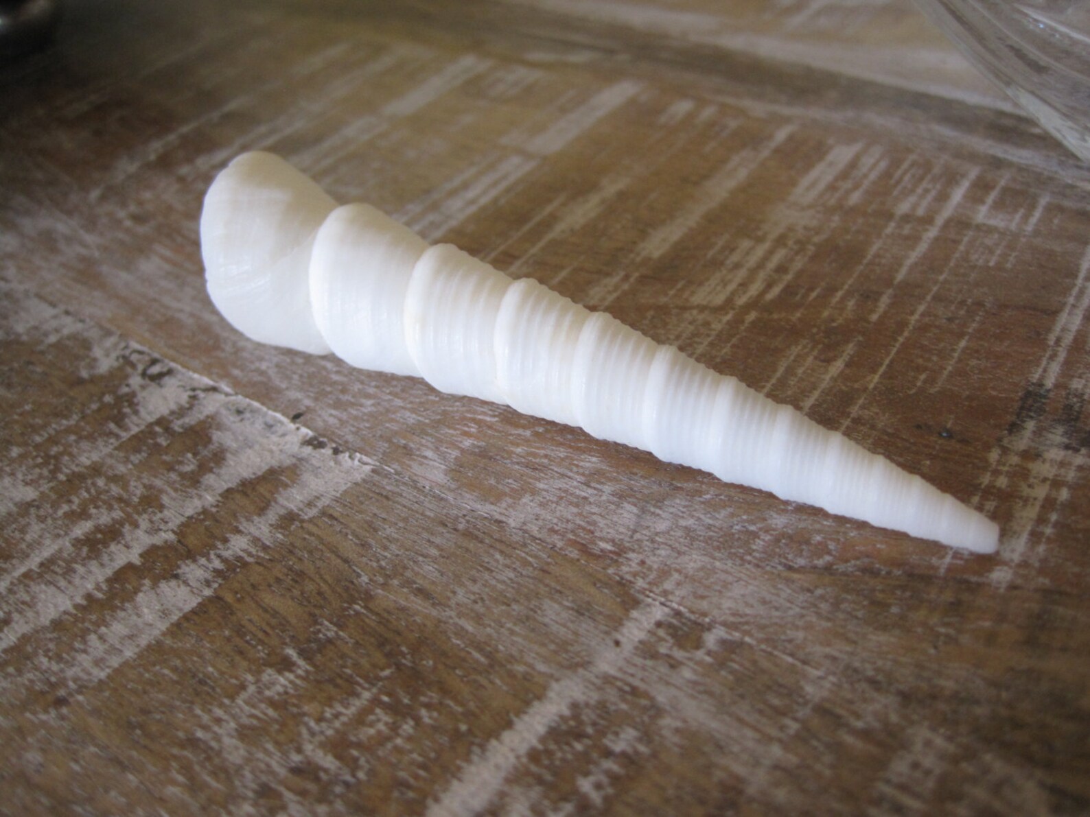 White Turritella Seashells 10 PC White Shells Seashell - Etsy