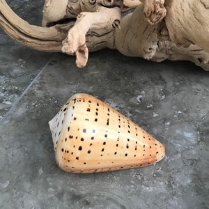 Orange Cone Snail Shell (1) - Conus Vitulinus Seashell - Specimen ...