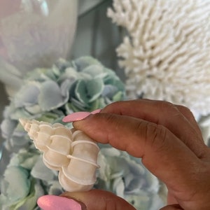 Rare XL Precious Wentletrap Seashell (2 1/4" - 2.5") -extra Lg Specimen ...