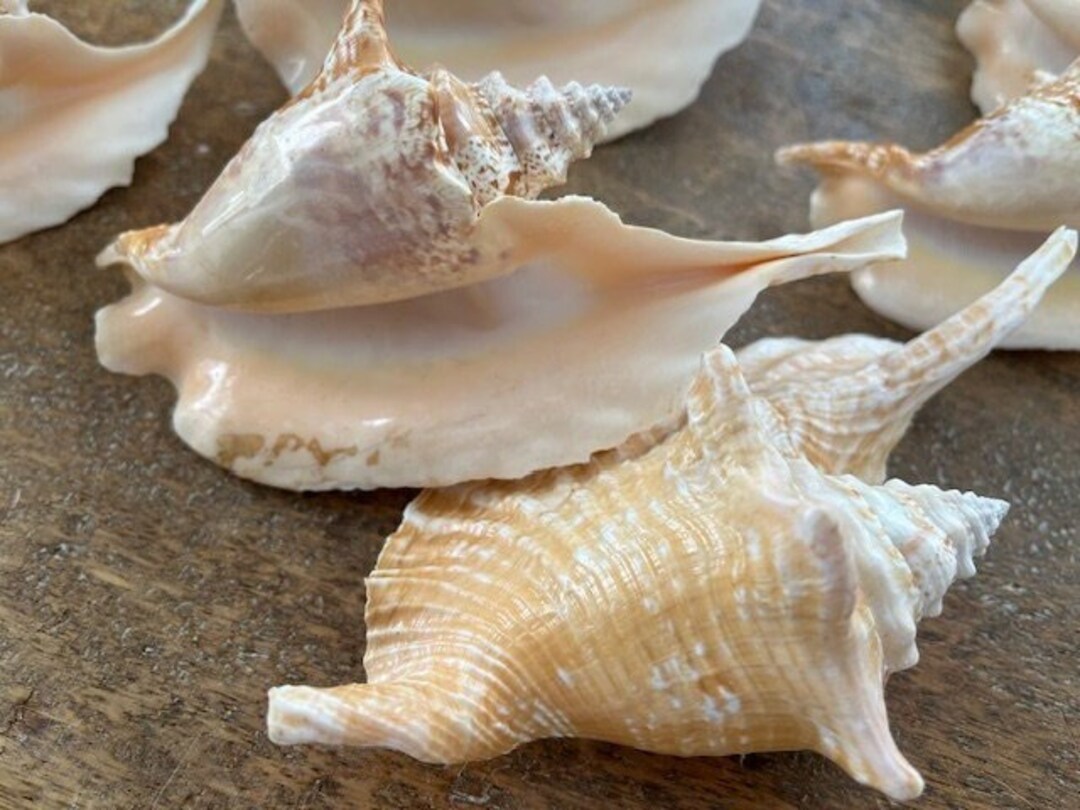 Beach Decor Rooster Conch Seashell - Large Conch Shell - Seashell Supply - Seashells - Natural ...