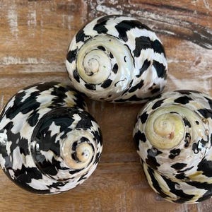 XL Magpie Turbo Shell (1 Pc)- Hermit Crab Shell - Large Opening Sizes ...
