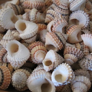 Candy Snail Seashells (15) - Seashell Supply - Craft Seashells - Etsy