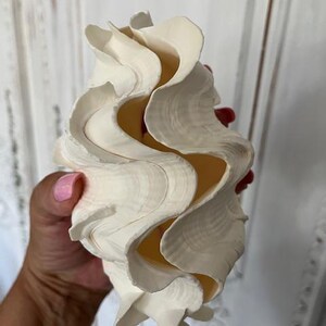 Double Squamosa Rare Clam Shell Pale Peach and White Double Clam Shell ...