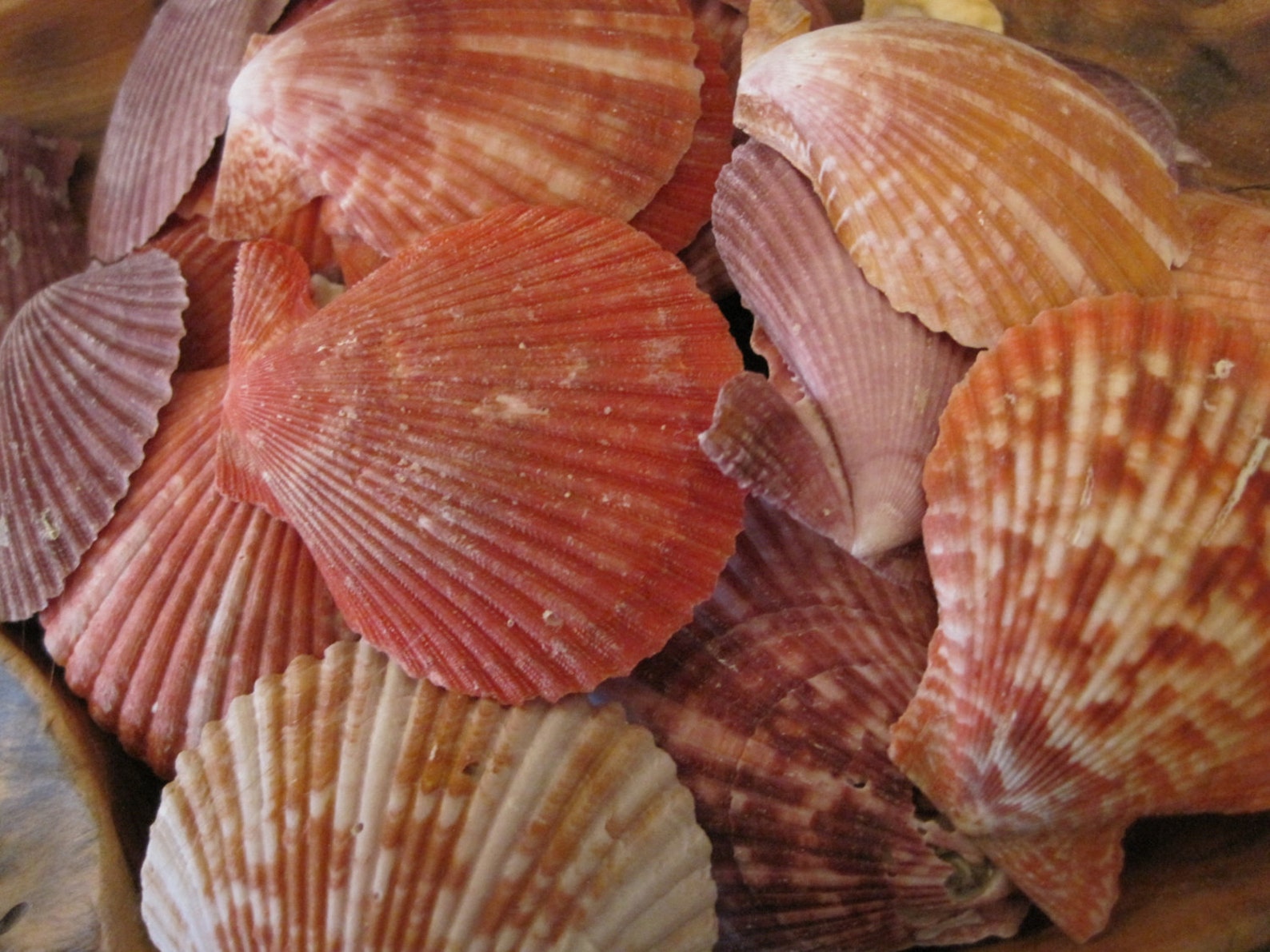 Pectin Scallop Shells 10 PC Seashells for Beach Decor - Etsy