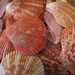 Pectin Scallop Shells 10 PC Seashells for Beach Decor Wholesale ...