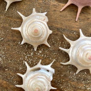 Imperfect Guildfordia Yoka Shell - Specimen Shells - Crafters Seashells ...