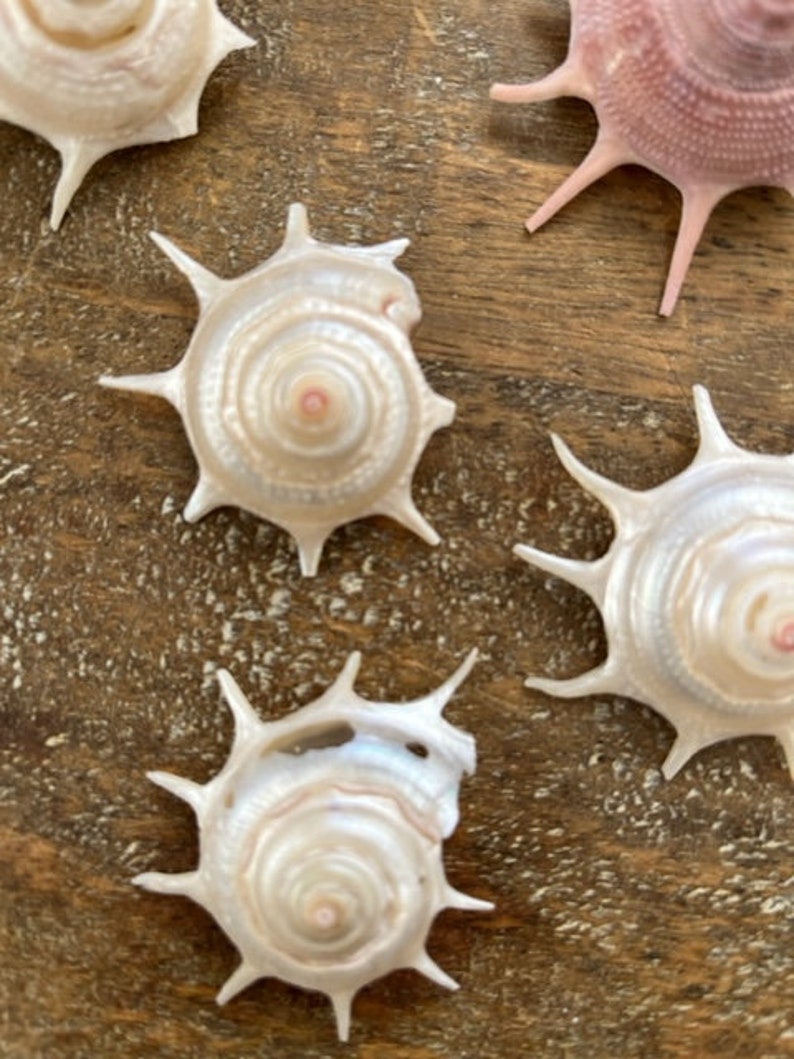 Imperfect Guildfordia Yoka Shell Specimen Shells Crafters - Etsy