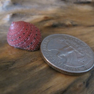 Strawberry Top Seashells (10) - Seashell Supply - Craft Seashells - Red ...