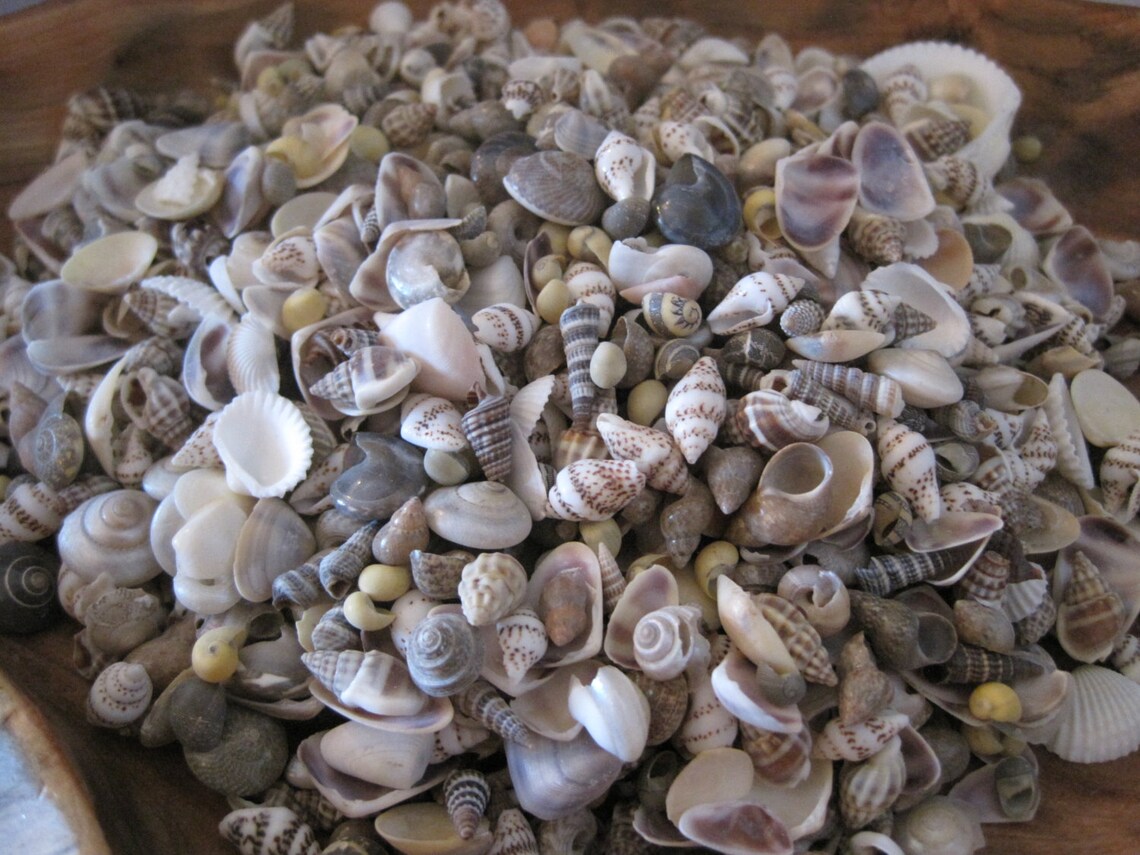 Tiny Mixed Shells 1 Cup 250 Craft Shells Beach Wedding - Etsy