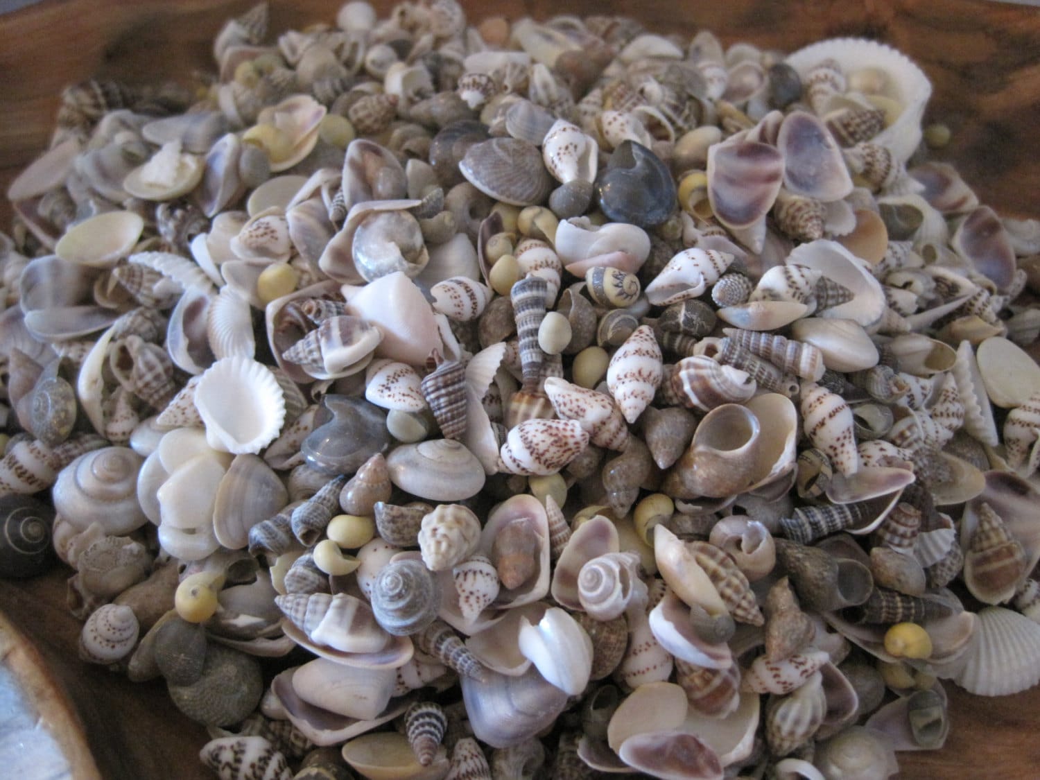 Tiny Mixed Shells 1 Cup 250 Craft Shells Beach Wedding - Etsy