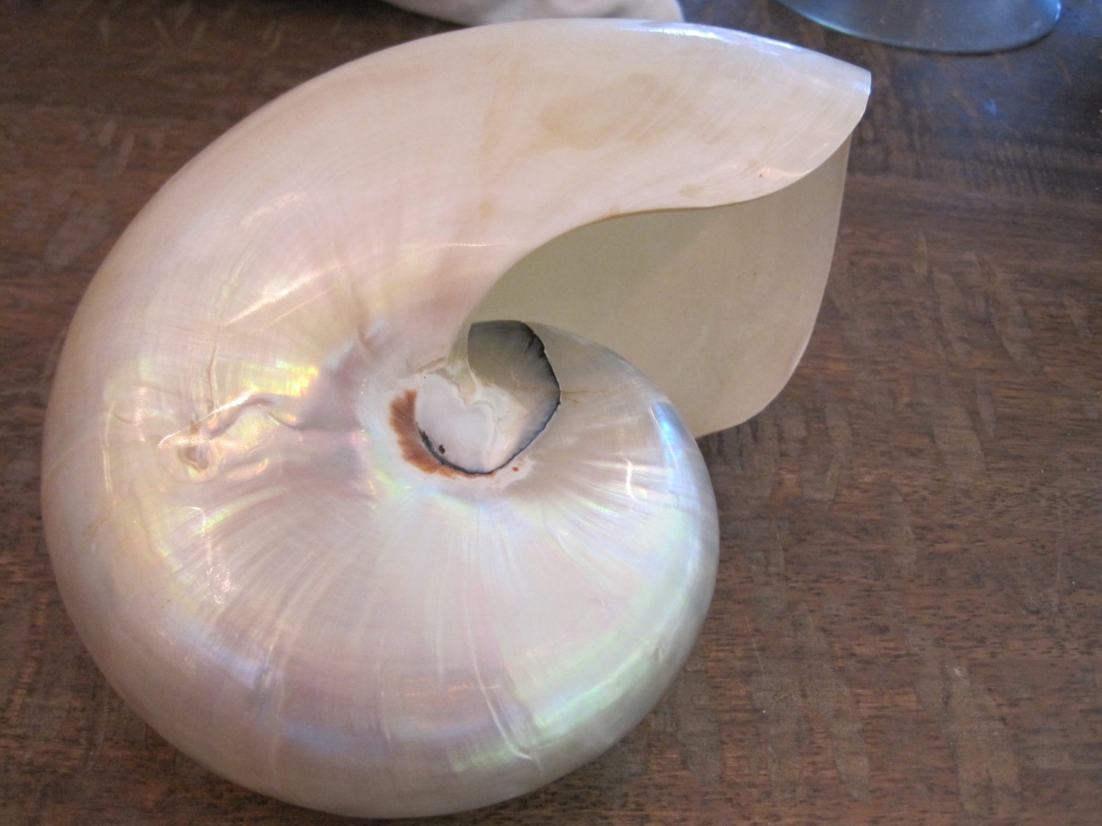 Polished Nautilus Shell Large Nautilus Shell Pearlized - Etsy