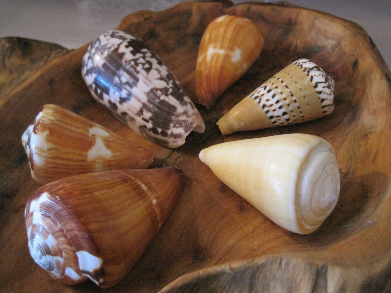 Cone Shells 6 Assorted Cone Shells Seashell Supply - Etsy