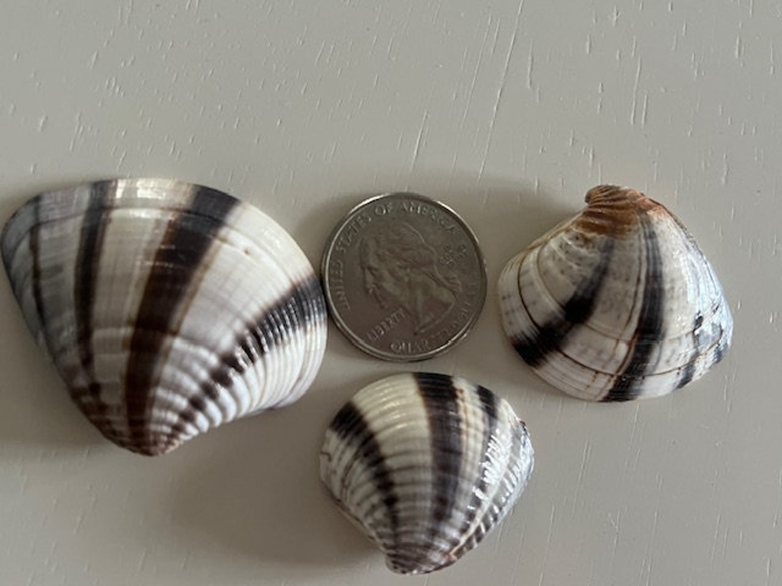 Clam Seashells - Mexican Sunset Striped Clam Shells (10) - Seashell ...
