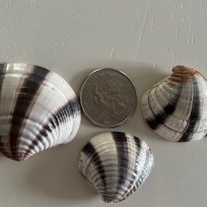 Clam Seashells - Mexican Sunset Striped Clam Shells (10) - Seashell ...