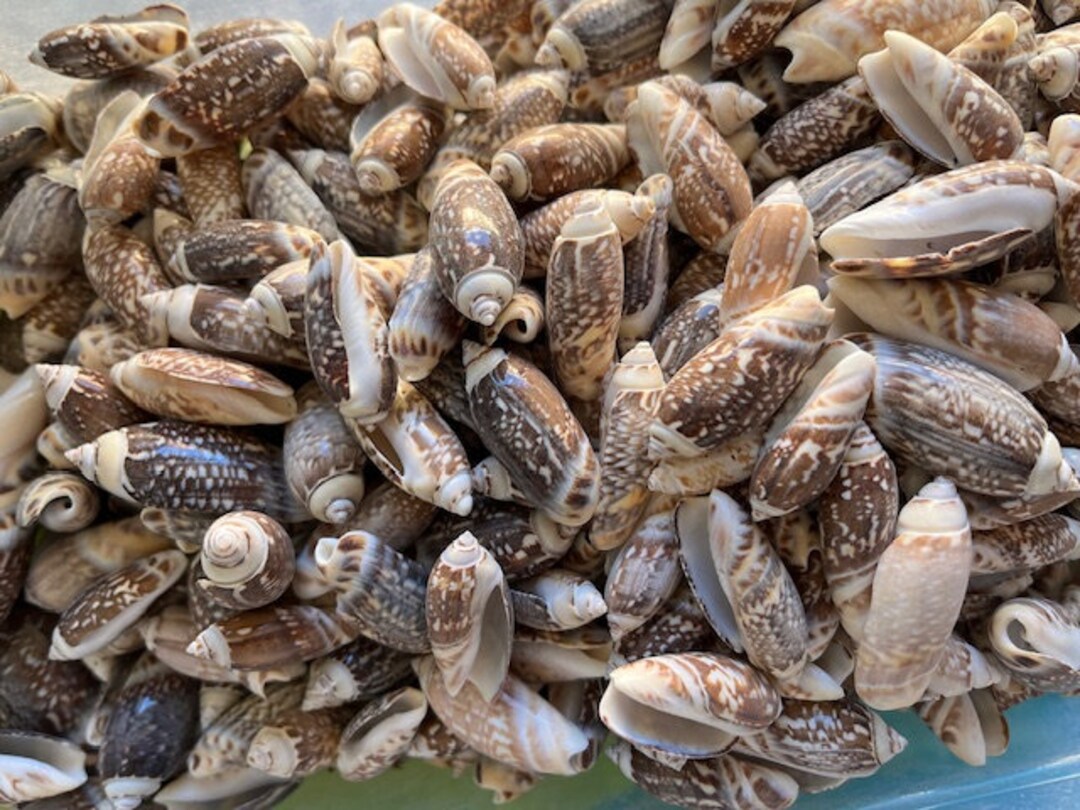 Olive Gibbosa Seashells (25) - Olive Shells - Brown Seashells ...