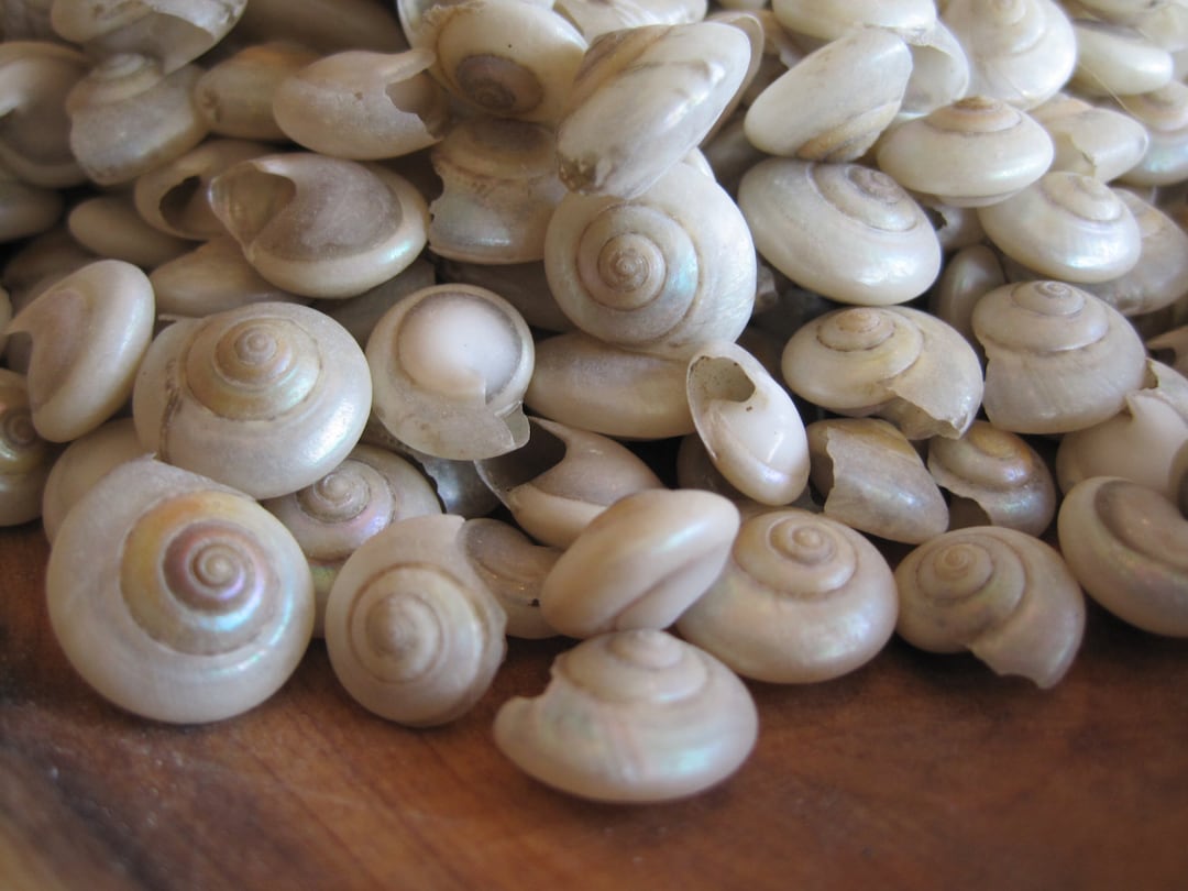 White Pearl Umbonium Shells (1 Cup) - Craft Shells - Beach Wedding ...