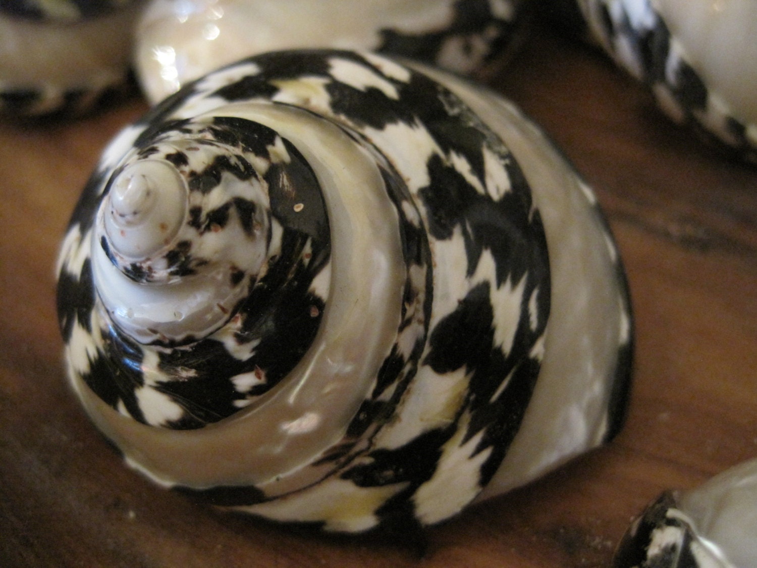 Beach Decor Magpie Banded Shells 3 Turbo Shell | Etsy