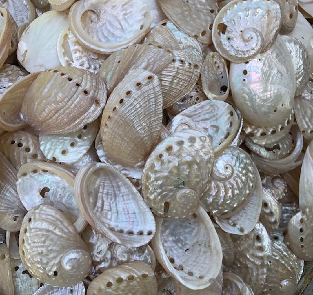 Imperfect Bulk Abalone Shells - Bulk Abalone Shells - Seashell Supply ...