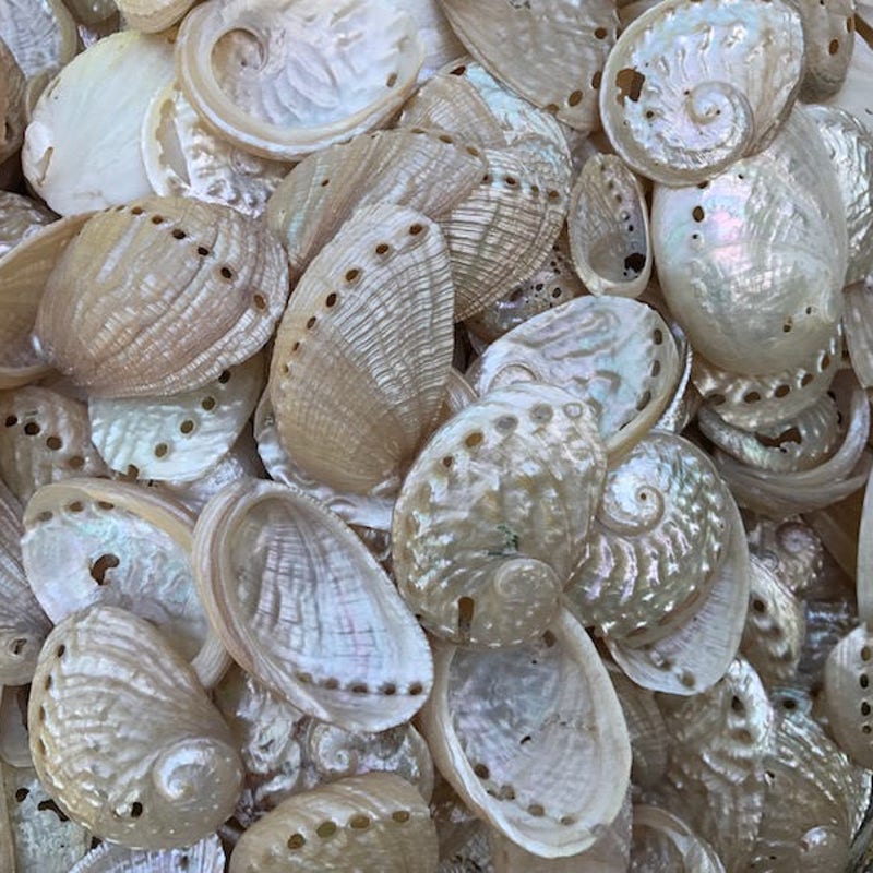 Bulk Seashells - Etsy