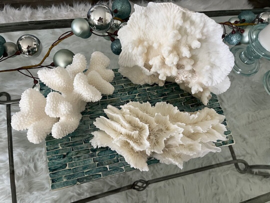 Beach Decor Natural (real) Assorted White Corals - White Coral ...