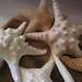 Mixed 6 PC Starfish Collection White Starfish Knobby Sugar Natural ...