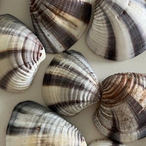 Clam Seashells - Mexican Sunset Striped Clam Shells (10) - Seashell ...