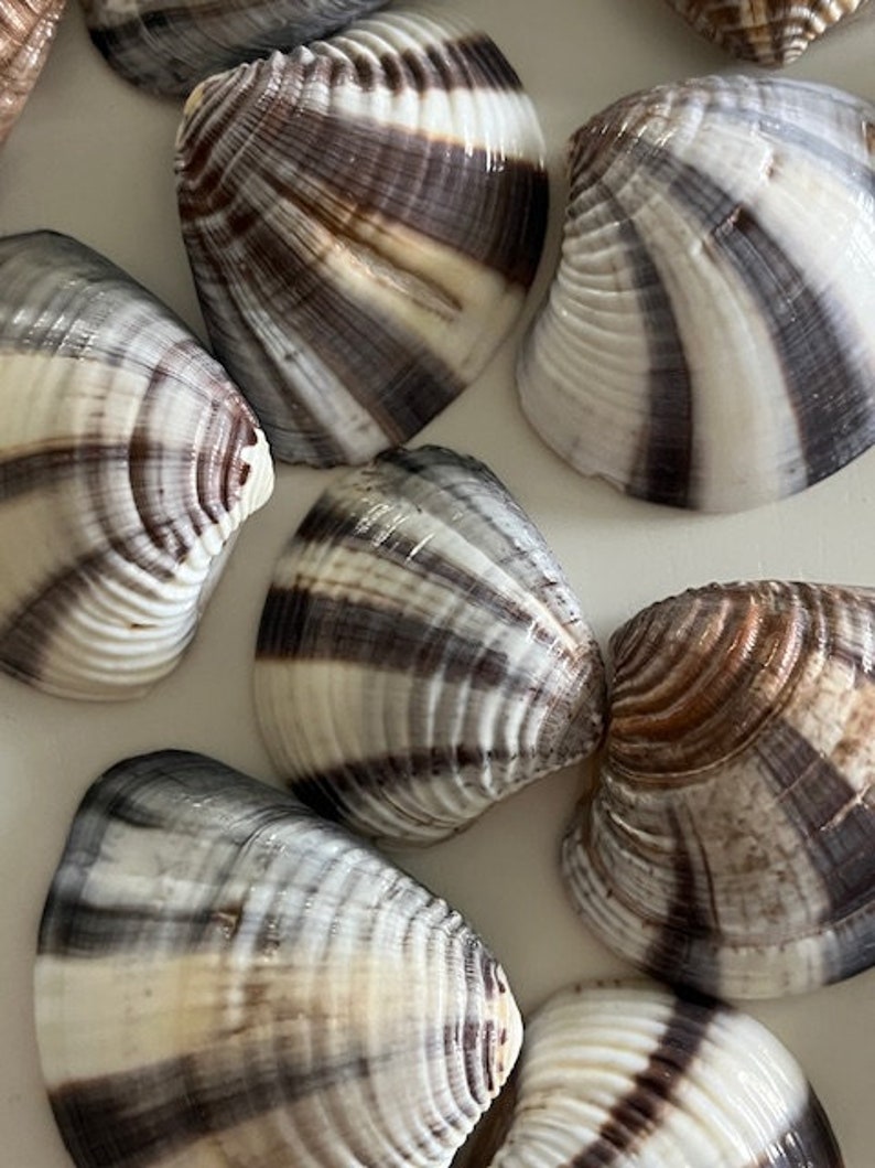 Clam Seashells - Mexican Sunset Striped Clam Shells (10) - Seashell ...