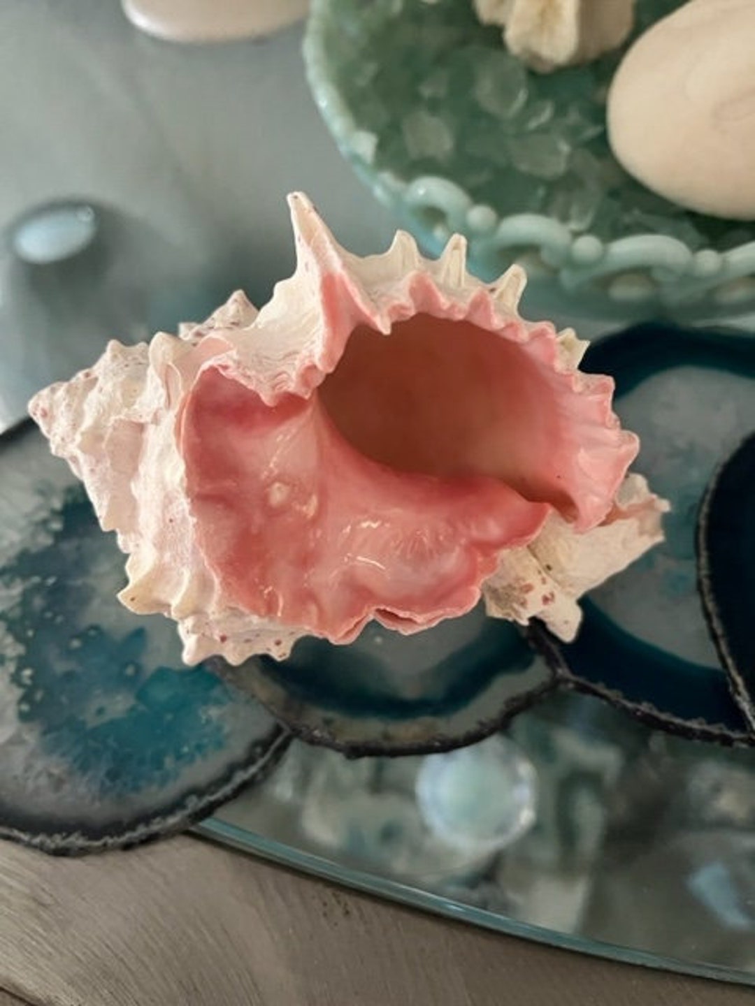 Beach Decor Pink Murex Shell (1) - Murex Shell - Seashells - Seashell ...