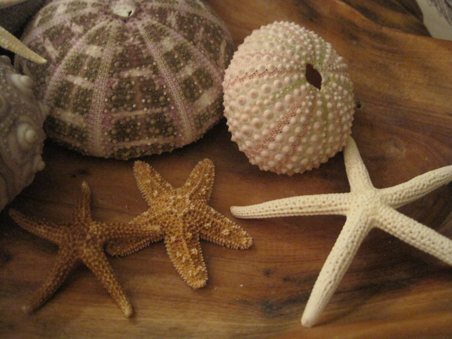 Sea Urchin and Mini Starfish Collection 9 PC Mixed - Etsy
