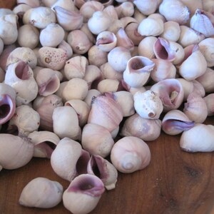 Cebu Beauty Shells ( 25 ) - Coastal Home Decor - Seashells - Seashell ...