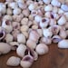 Cebu Beauty Shells ( 25 ) - Coastal Home Decor - Seashells - Seashell ...