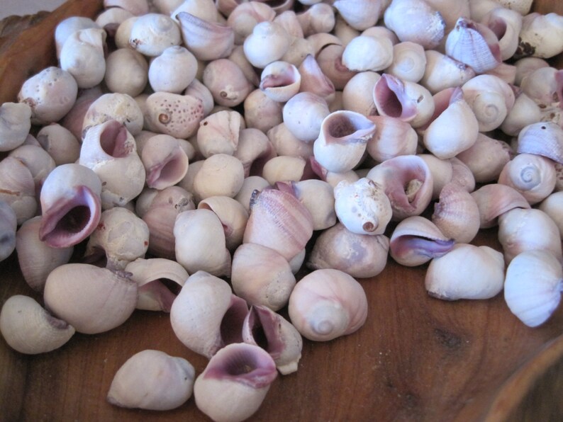 Cebu Beauty Shells 25 Coastal Home Decor Seashells | Etsy