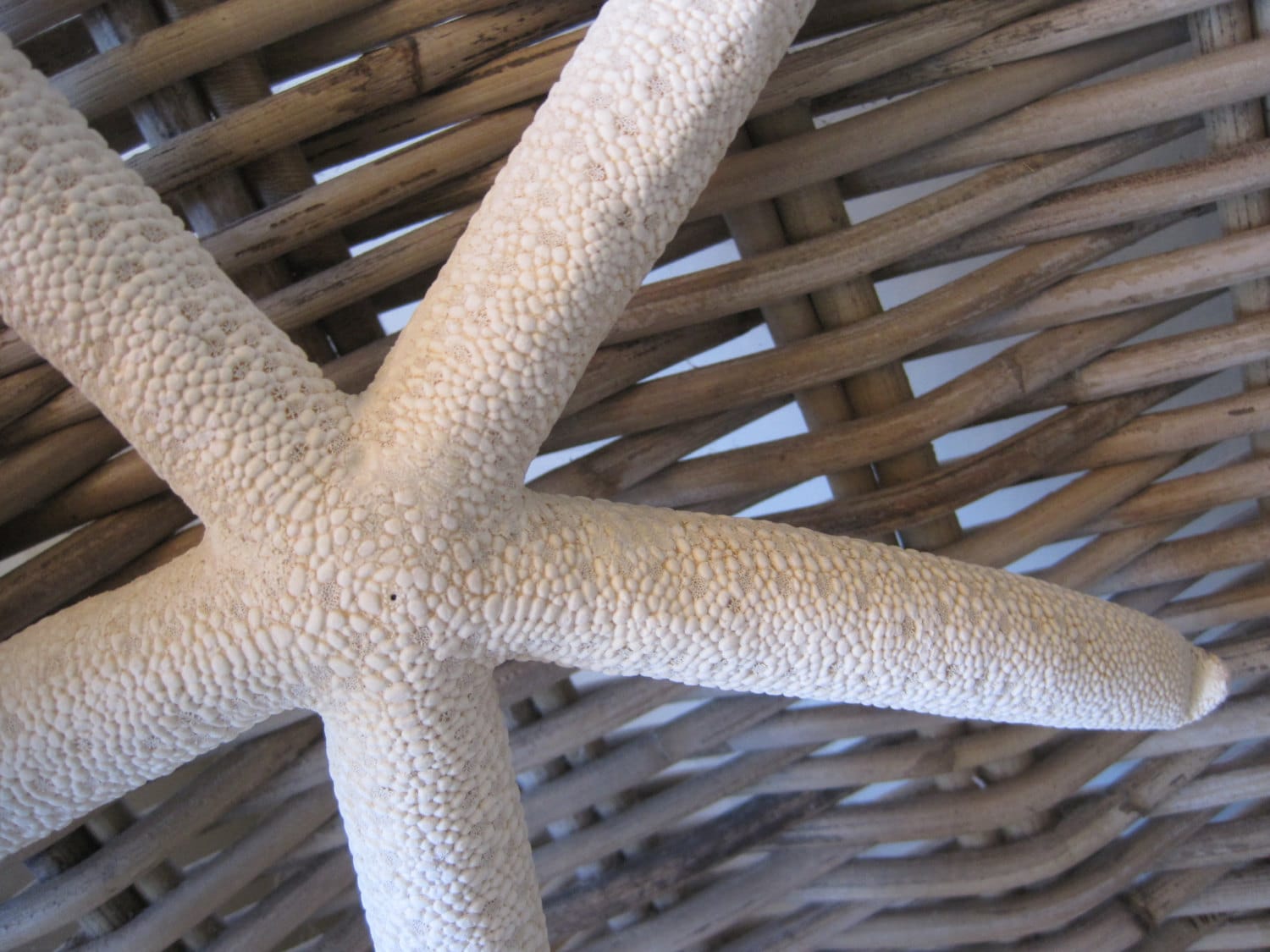 Xlarge Starfish White Starfish Beach Decor Giant Sea - Etsy